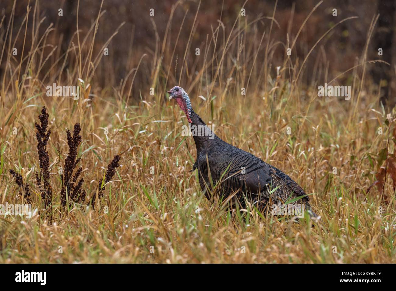 Tom turkey on a rainy fall day in northern Wisconsin Stock Photo - Alamy