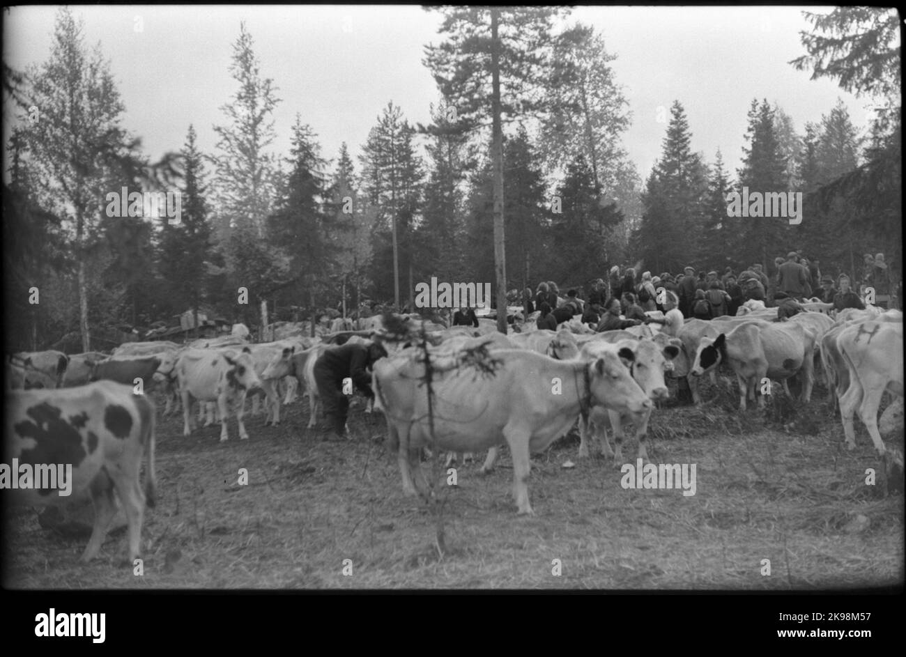 Starving cows. Evacuation of Finnish refugees, autumn 1944 Stock Photo ...