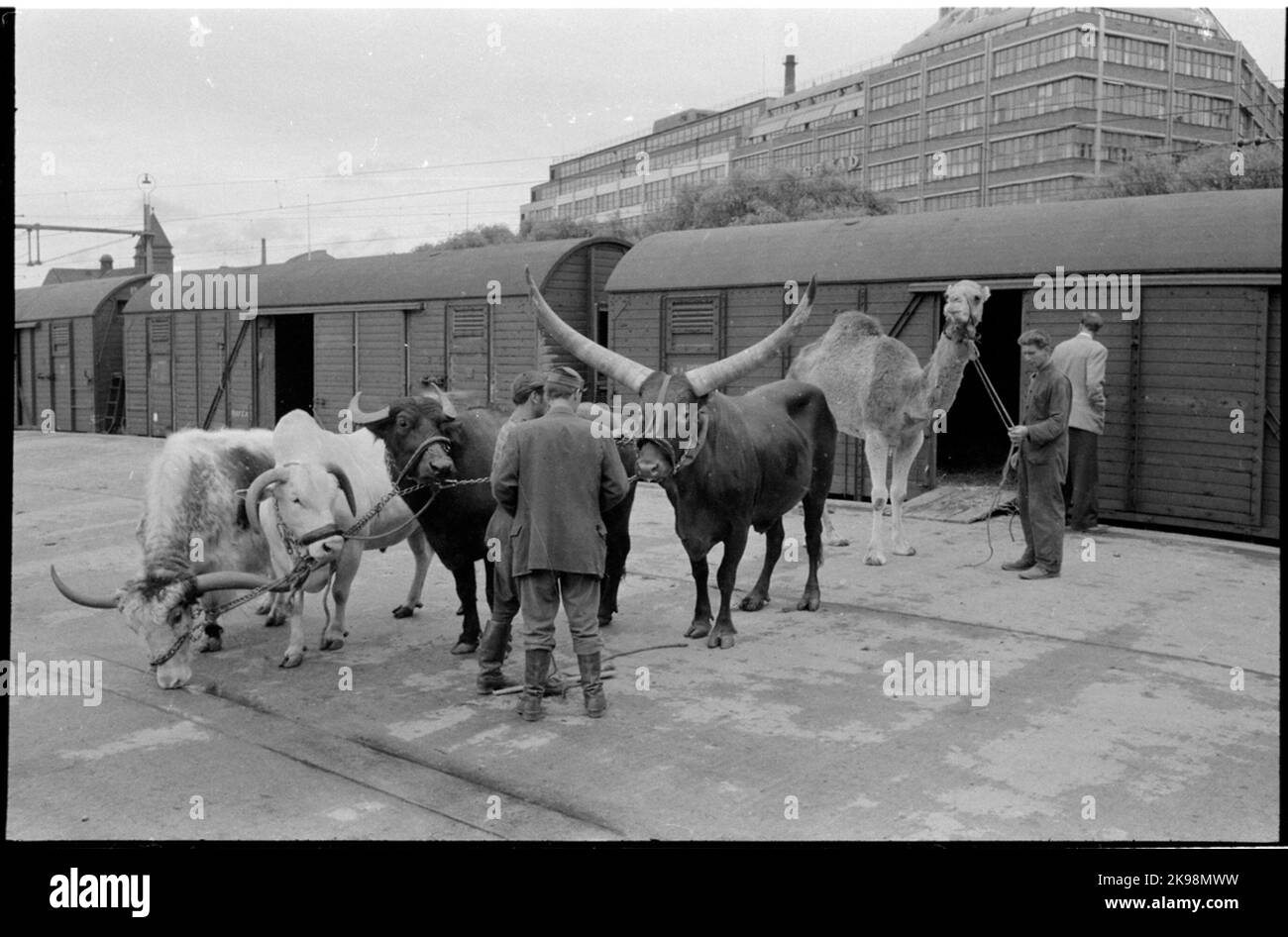 Relief of animals from freight wagon Stock Photo - Alamy