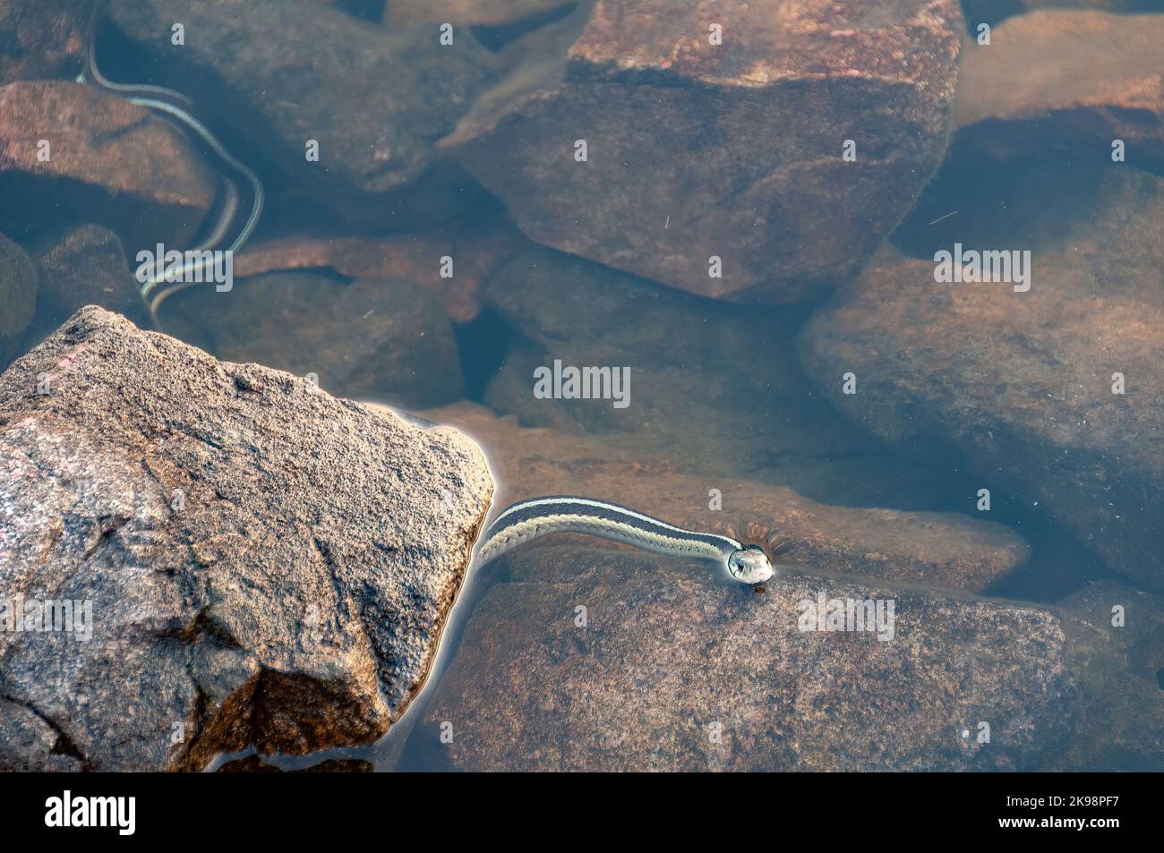 Ontario snake hi-res stock photography and images - Alamy