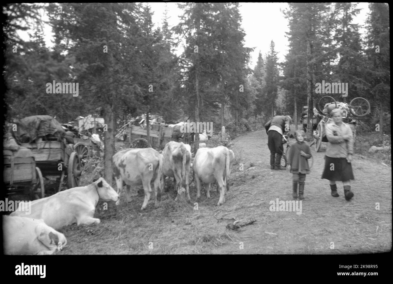 Evacuation of Finnish refugees, autumn 1944 Stock Photo - Alamy