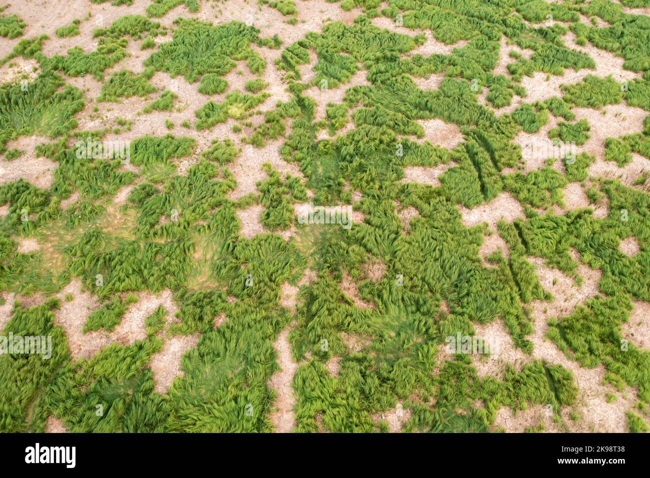 Splendid aerial photography of green wavy field Stock Photo - Alamy
