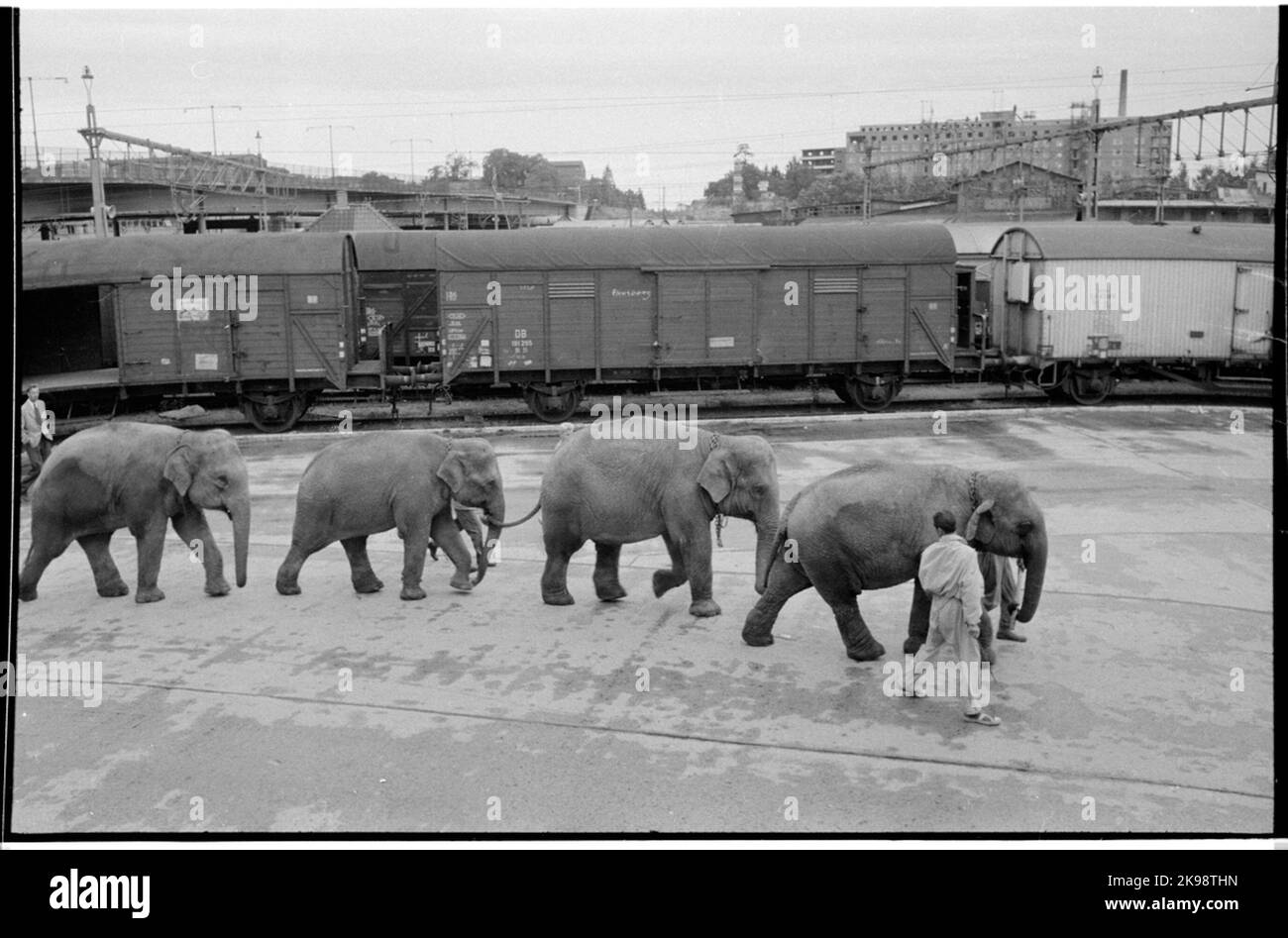 Nurser with elephants. Freight car Deutsche Bahn, DB GL 11 191 295 ...