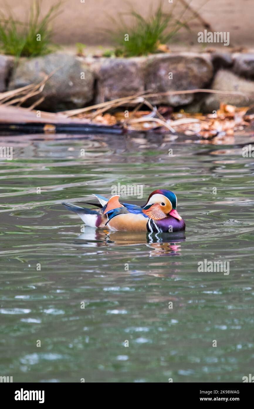 A wild Male Mandarin Duck, Aix galericulata swimming on the lake In ...