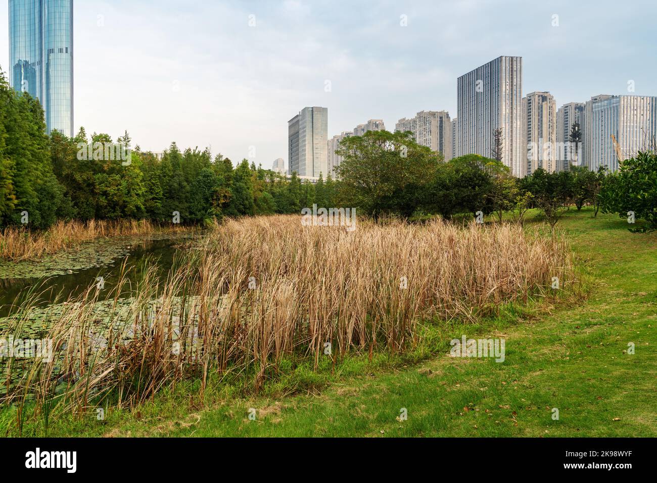 city park with modern building background in shanghai Stock Photo - Alamy