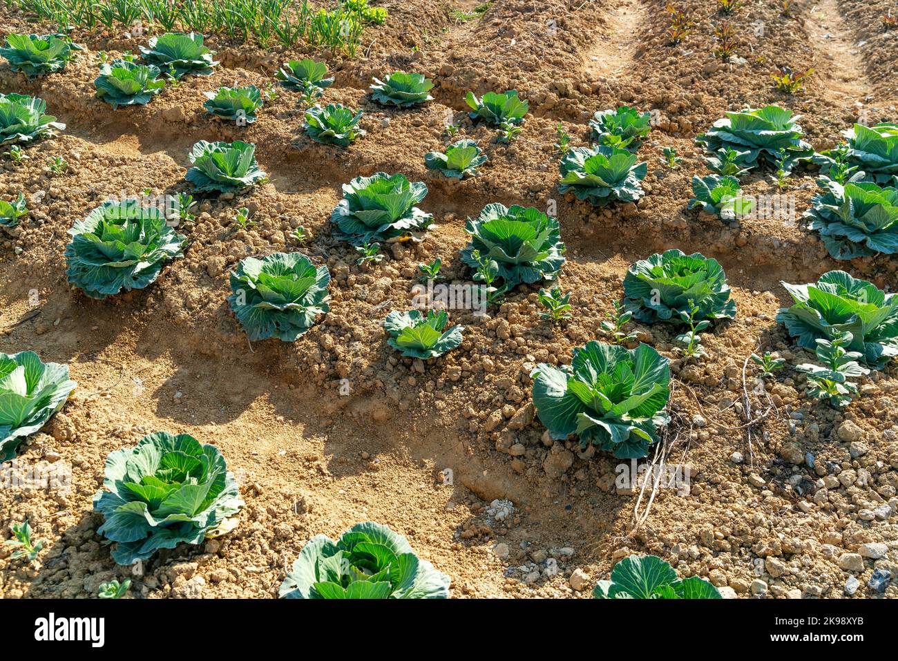 young cabbage grows in the farmer field, growing cabbage field Stock ...