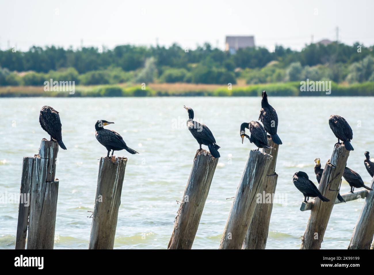 A flock of cormorants sits on a old sea pier in orange sunset light ...