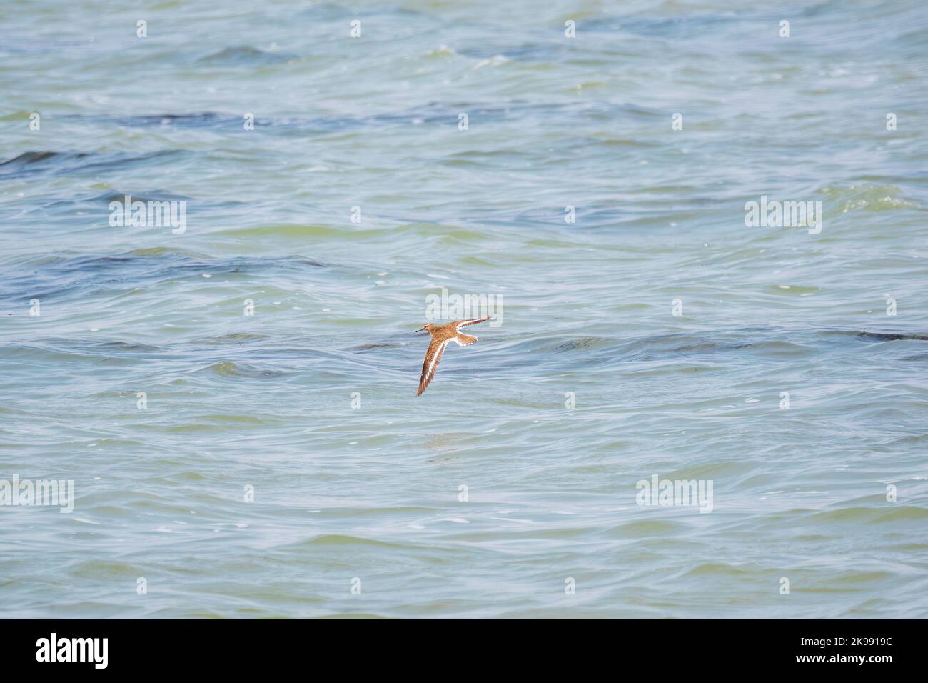 Common sandpiper, Actitis hypoleucos, flying over lake water. The ...