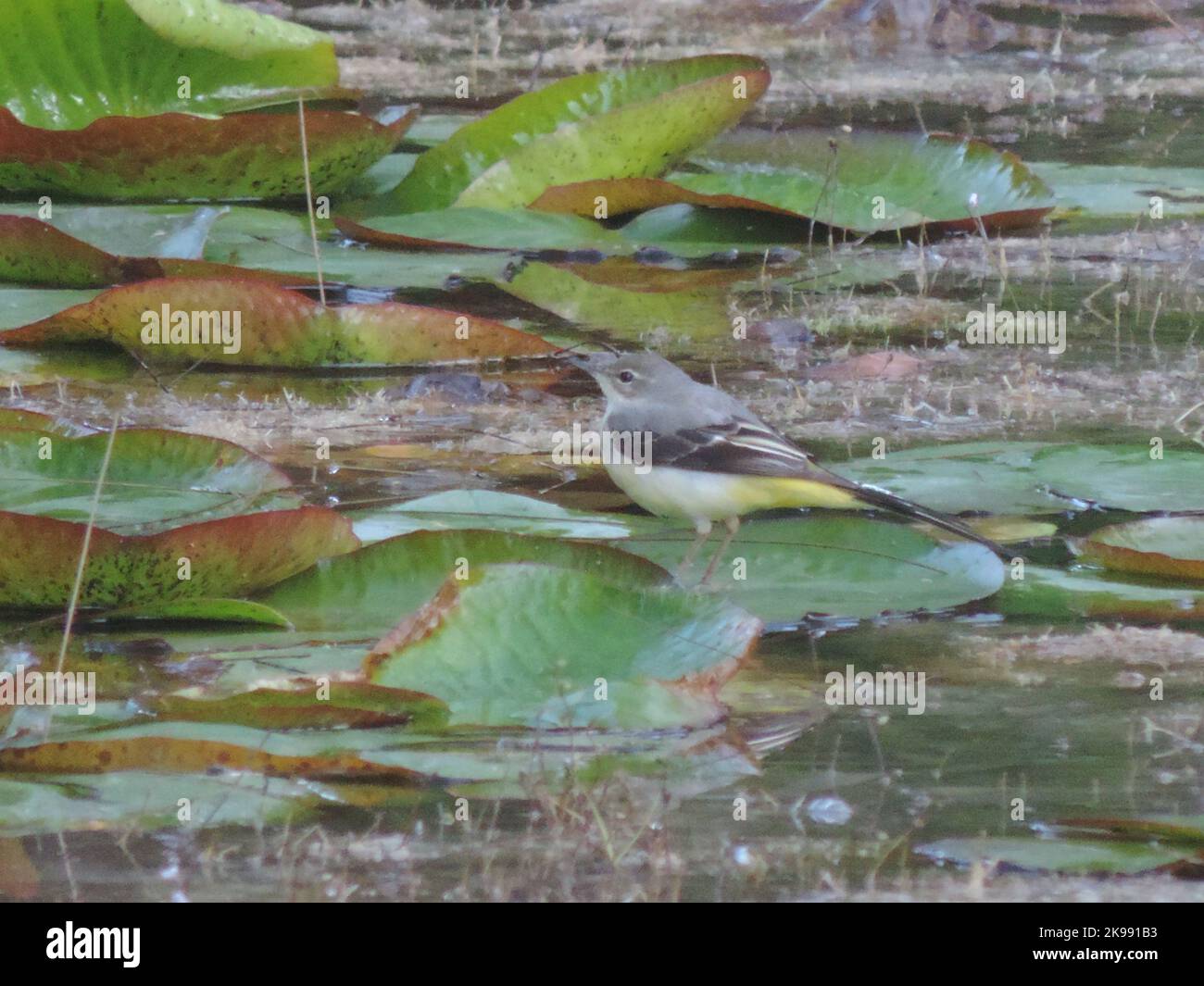 Birds of Sri Lanka in the wild Stock Photo - Alamy