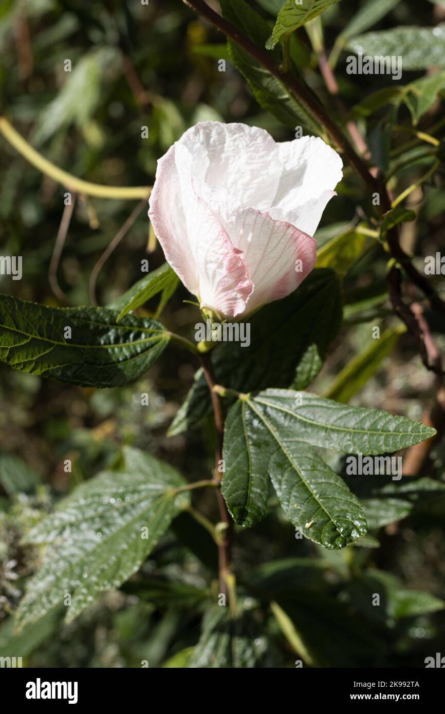 Hibiscus heterophyllus - native rosella flower Stock Photo - Alamy