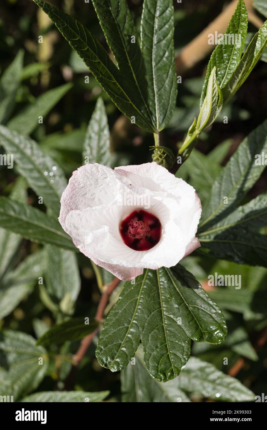 Hibiscus heterophyllus - native rosella flower Stock Photo - Alamy
