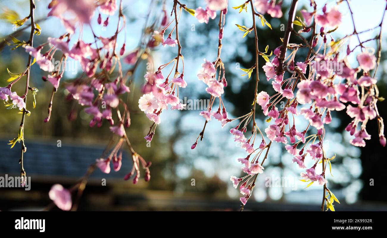 Pretty pink blossoms hi-res stock photography and images - Alamy
