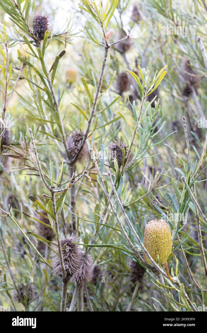 Banksia marginata - silver banksia Stock Photo - Alamy