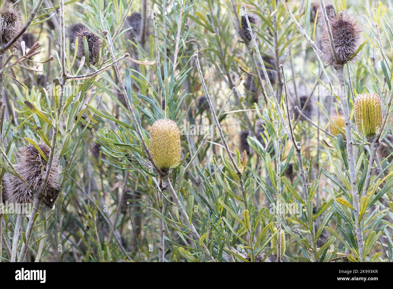Banksia marginata - silver banksia Stock Photo - Alamy