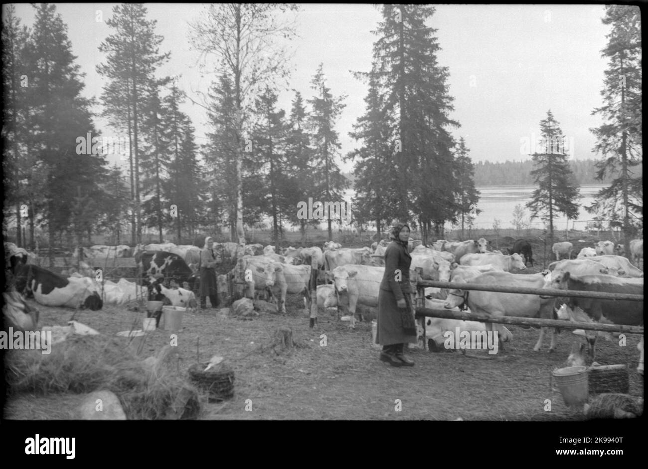 Evacuation of Finnish refugees, autumn 1944 Stock Photo - Alamy