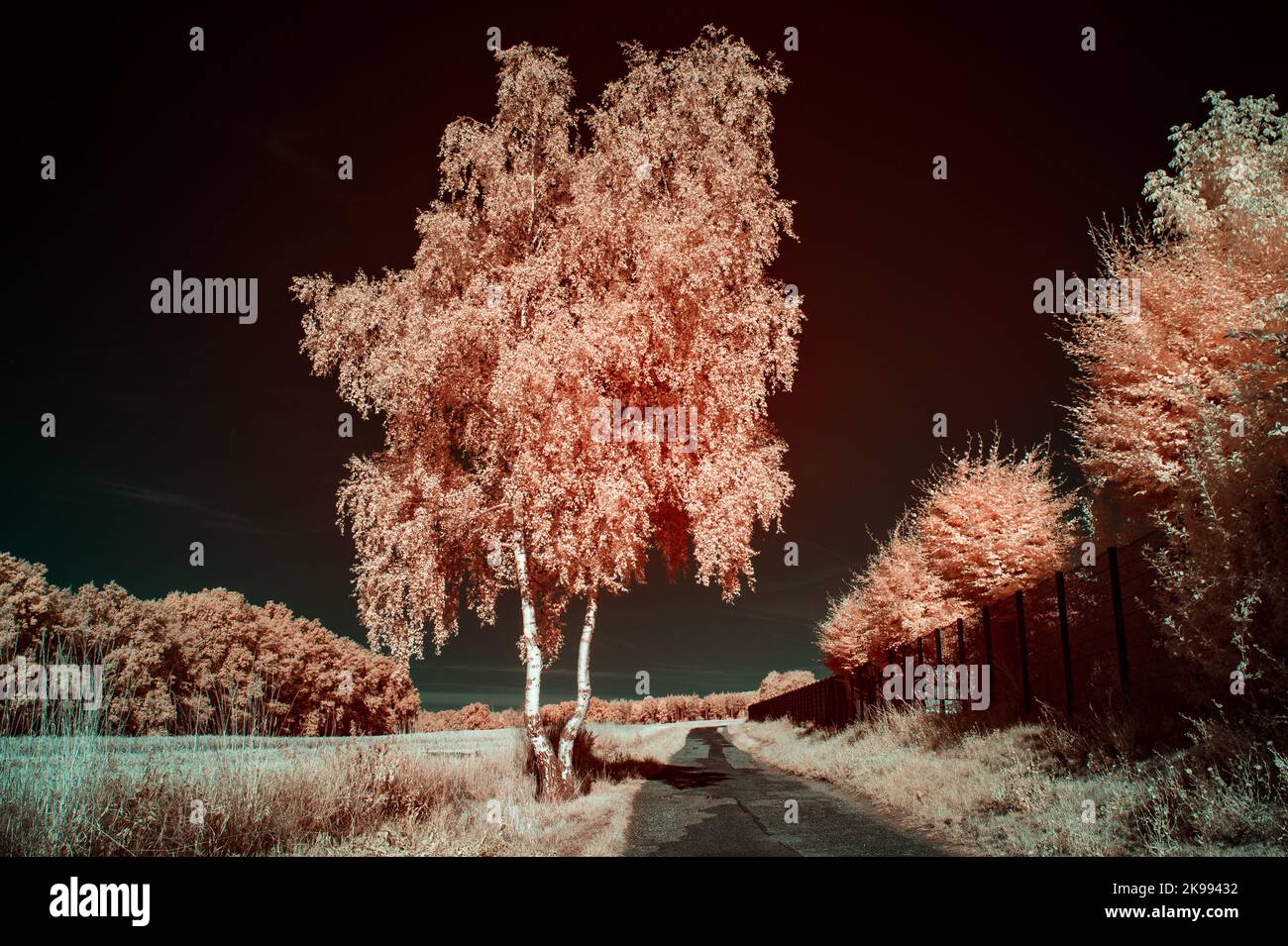 infrared photography of a birch tree and a village at night road ...