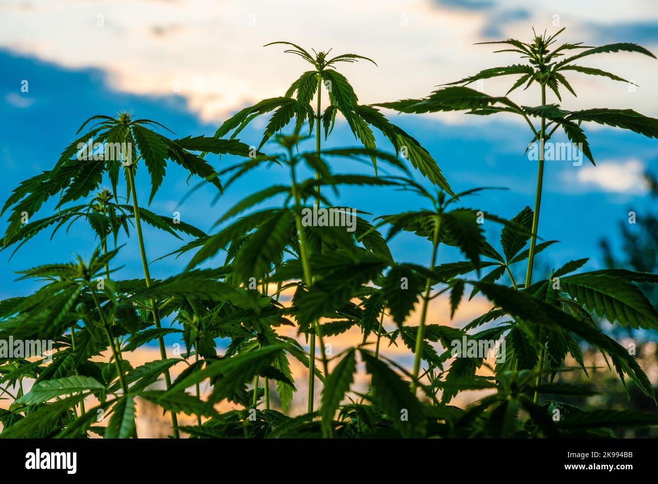 Medicinal hemp bushes in an industrial greenhouse. Commercial Growth Of ...