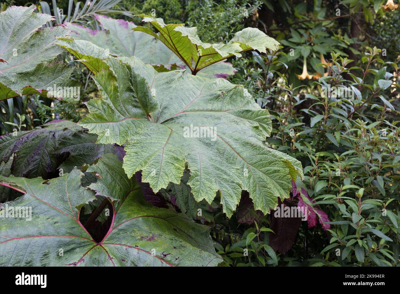 Gunnera insignis - poor man's parasol Stock Photo - Alamy