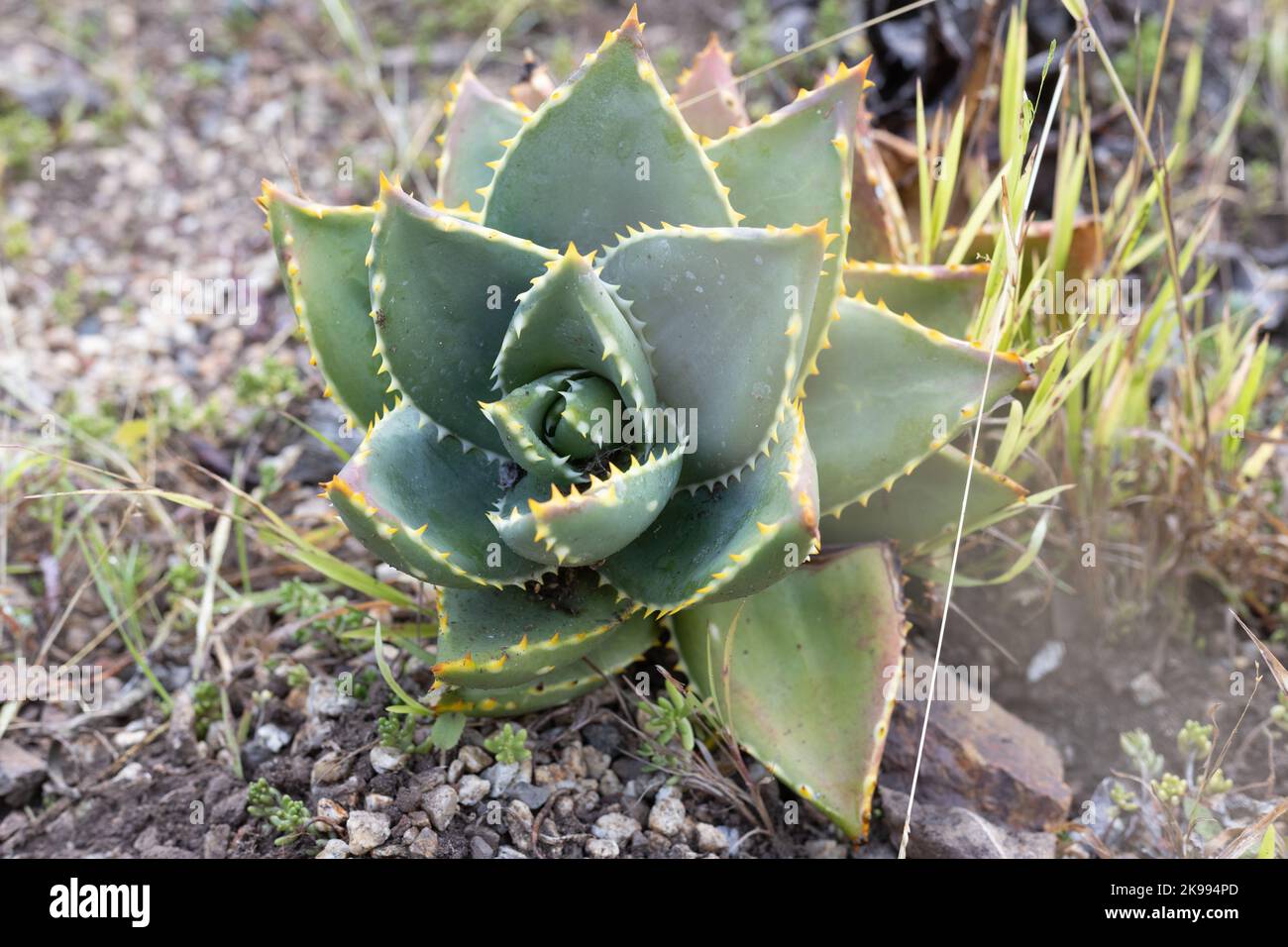 Aloe distans hi-res stock photography and images - Alamy