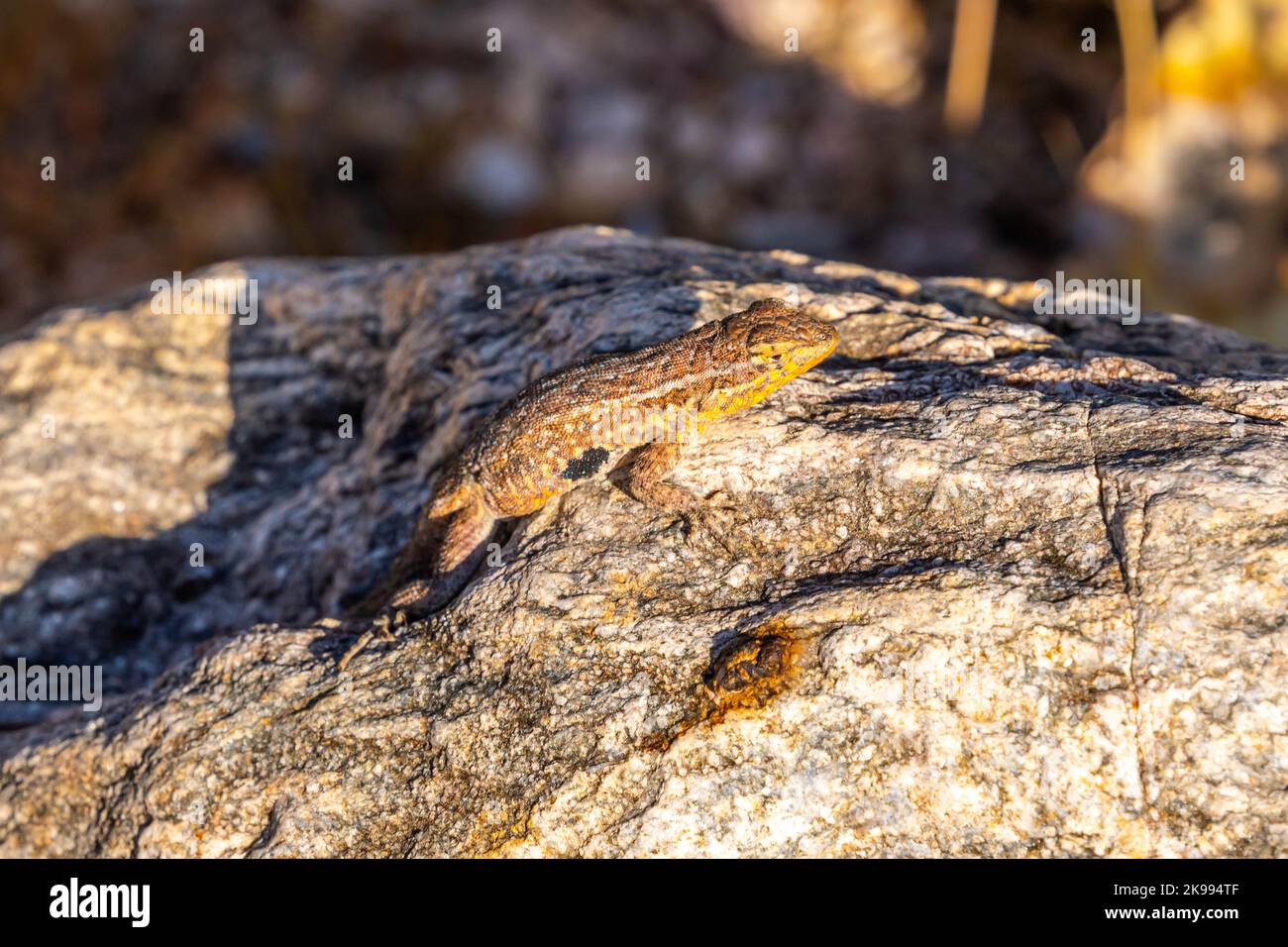 Tucson lizards hi-res stock photography and images - Alamy