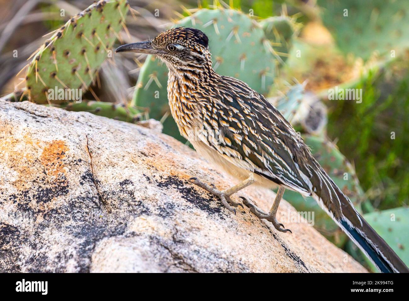 Roadrunner in tree hi-res stock photography and images - Alamy