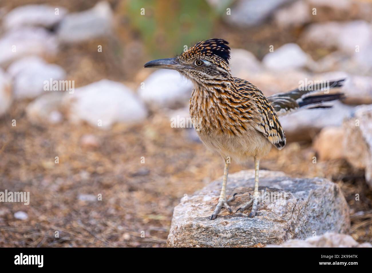 A Greater Roadrunner in Tucson, Arizona Stock Photo - Alamy