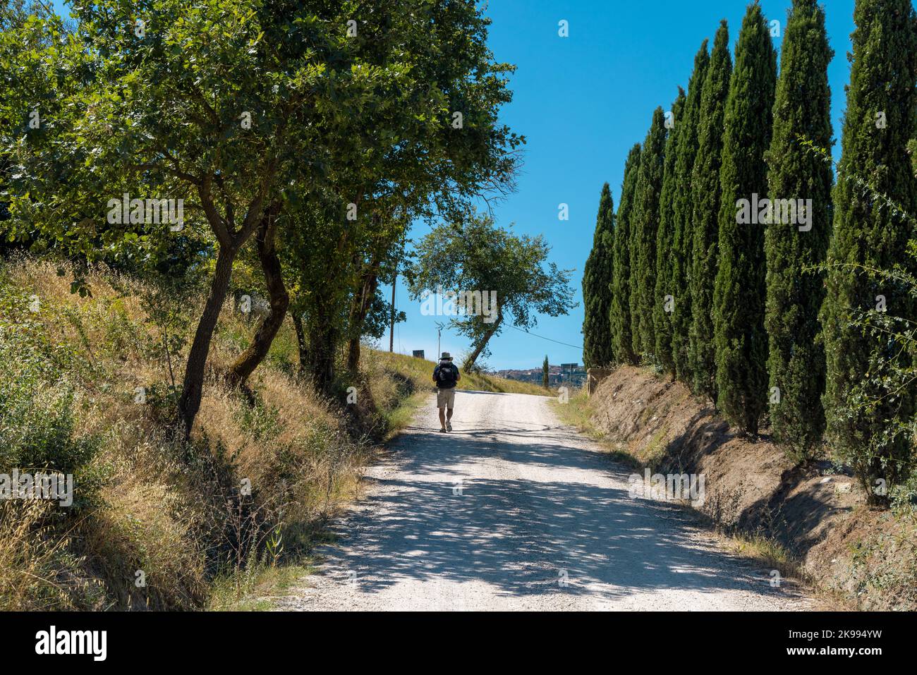 Man walking along via Francigena mud road with cypress trees on the ...