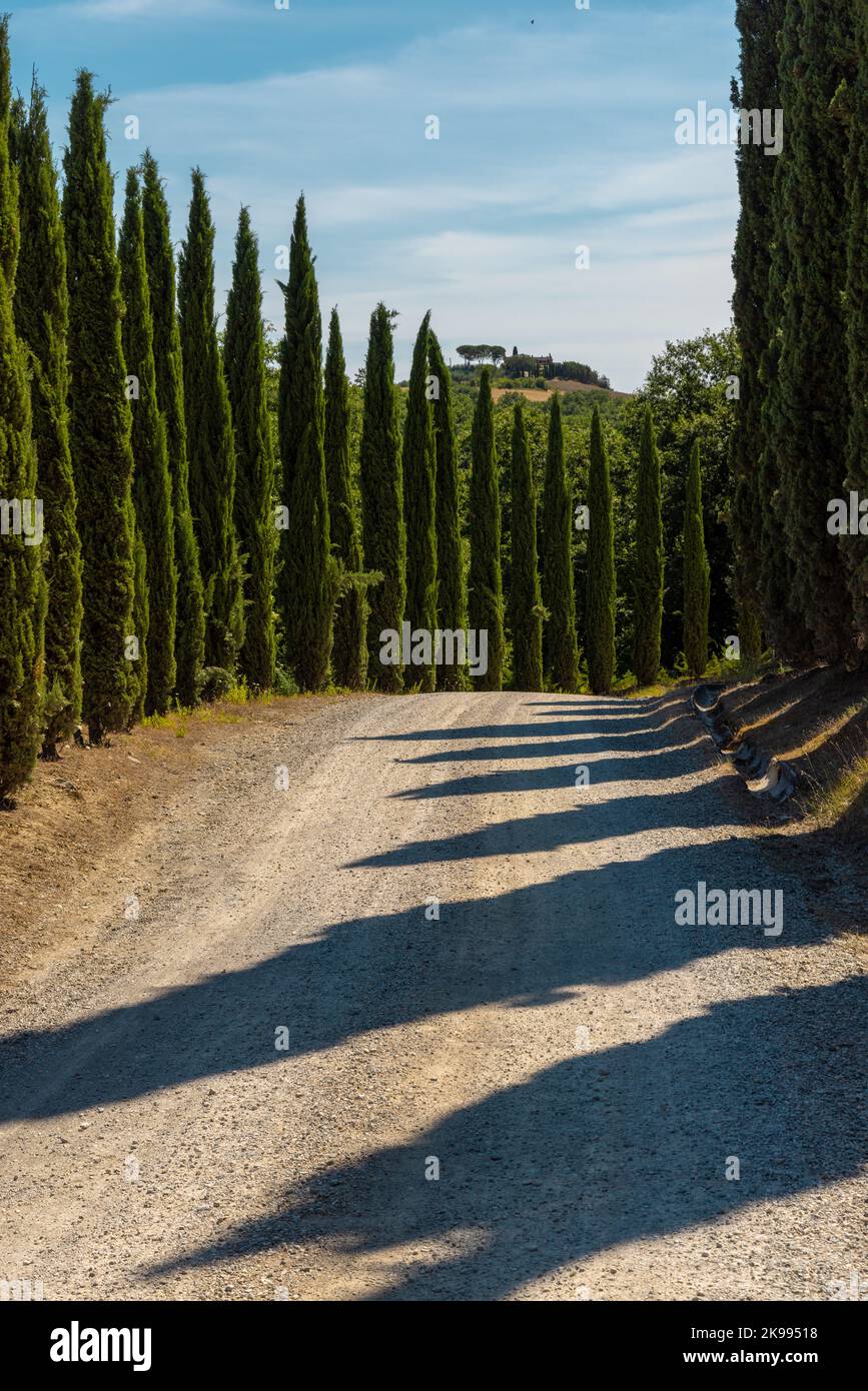 via Francigena mud road with cypress trees on the both sides of the ...