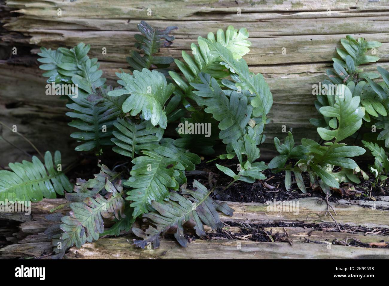 Polypodium guttatum - Mexican polypody fern Stock Photo - Alamy