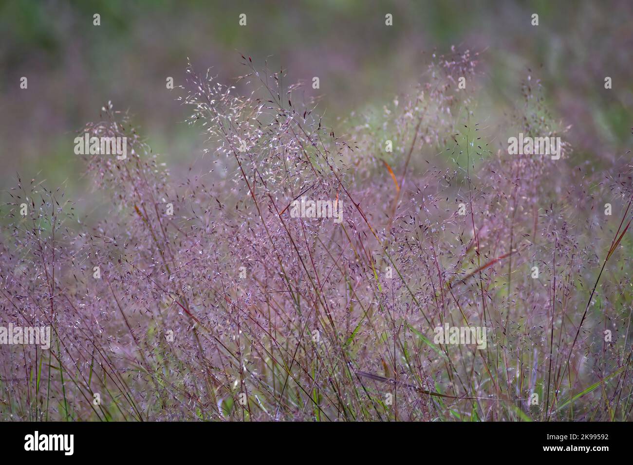 Simple grass in the wild displaying its beauty in Autumn Stock Photo ...