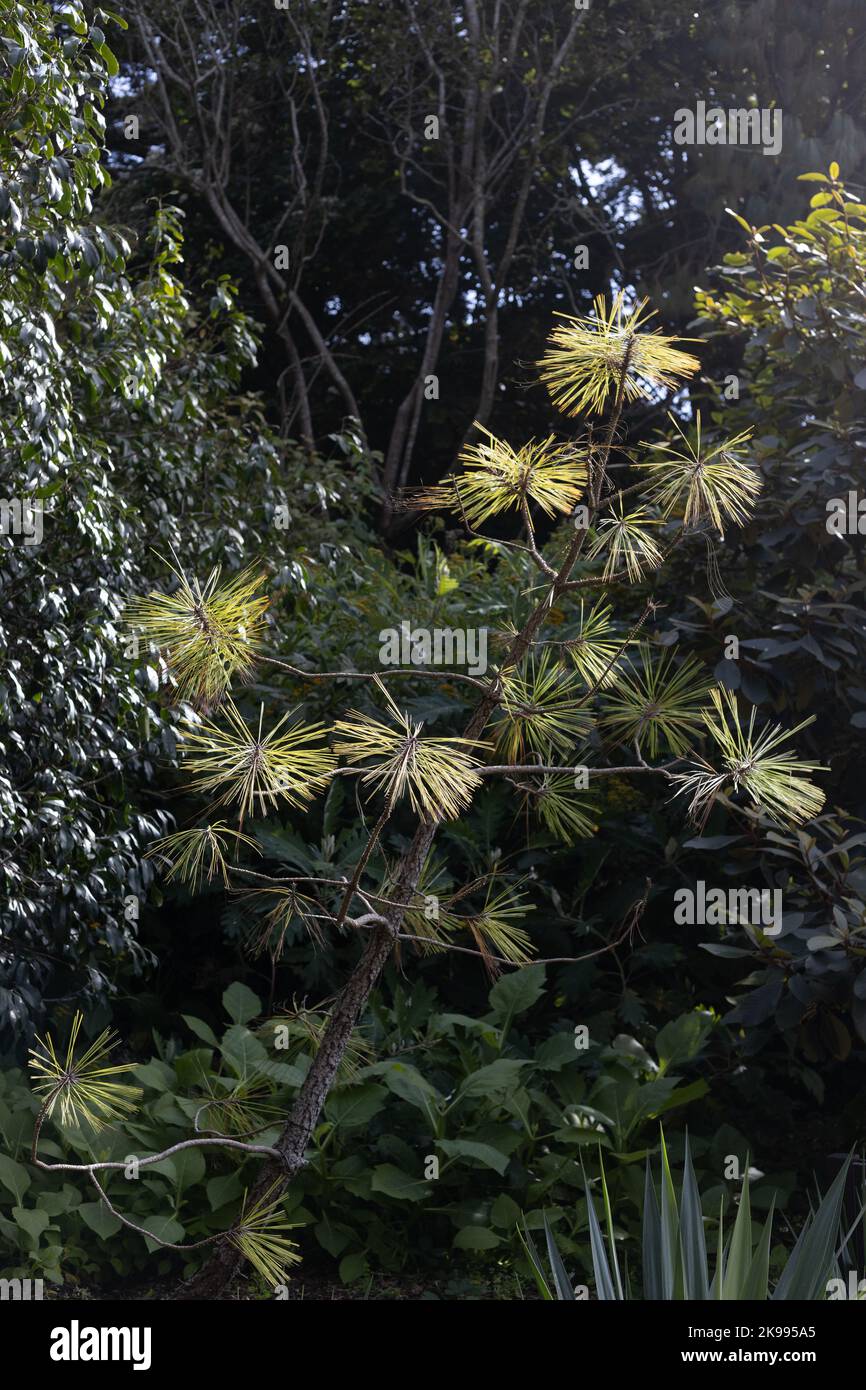 Rough barked mexican pine hi-res stock photography and images - Alamy