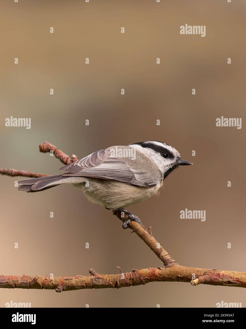 A Mountain Chickadee perches in Wyoming Stock Photo - Alamy