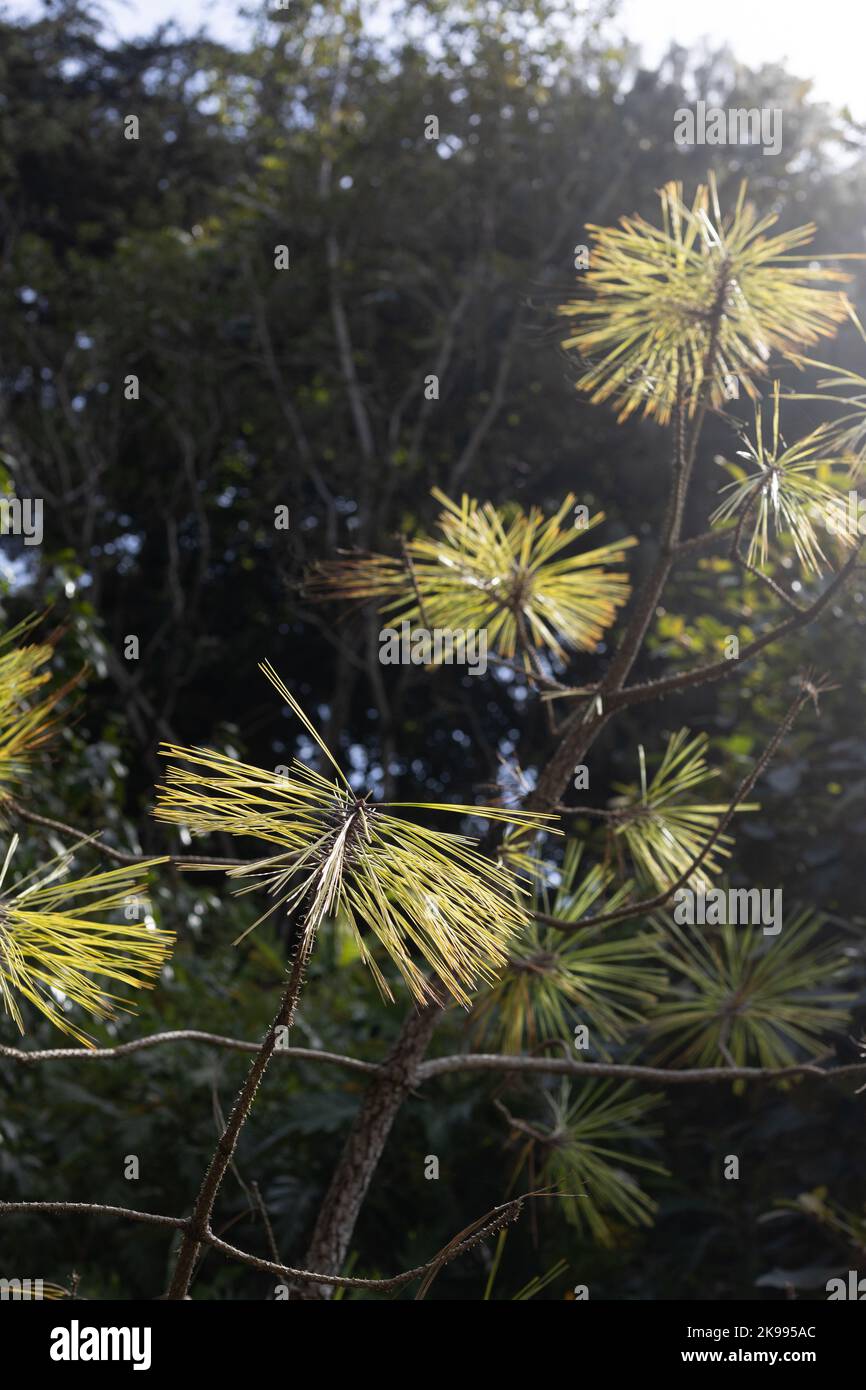 Rough barked mexican pine hi-res stock photography and images - Alamy