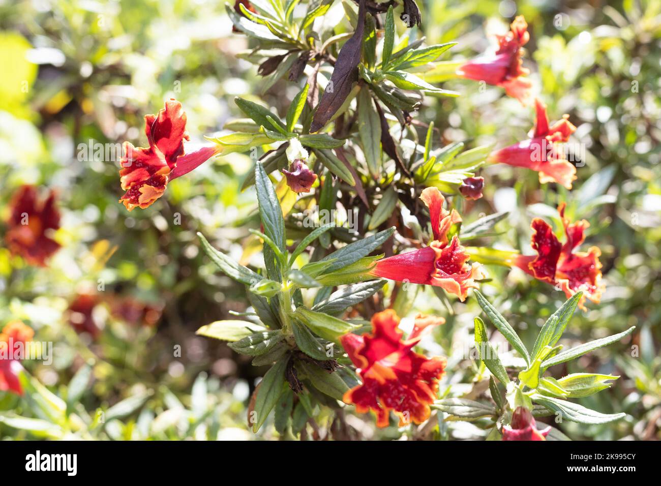 Diplacus (Mimulus) 'Jelly bean Fiesta Marigold' flowers Stock Photo - Alamy