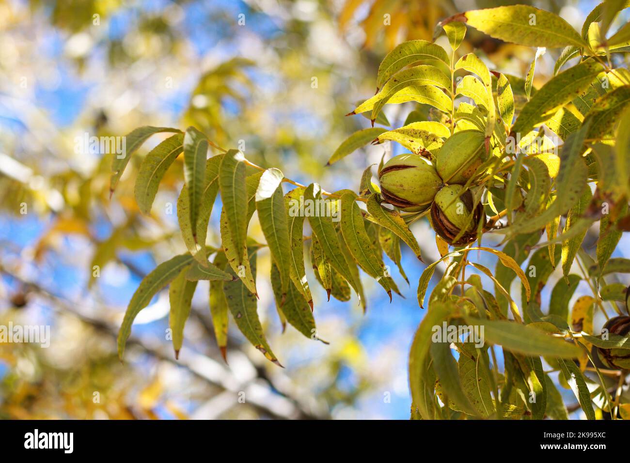 Pecan tree texas isolated hi-res stock photography and images - Alamy