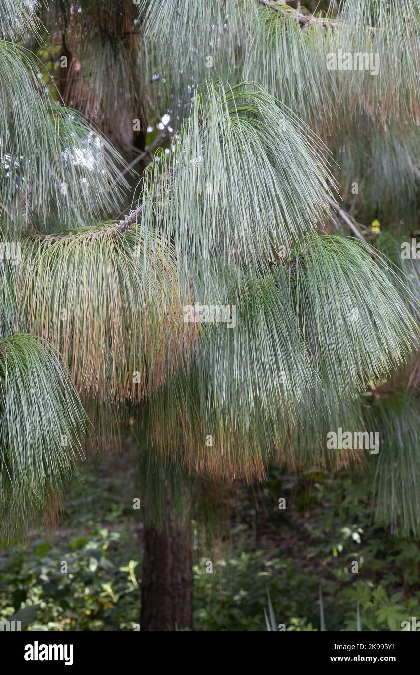 Pinus pseudostrobus var. apulcensis close up Stock Photo - Alamy