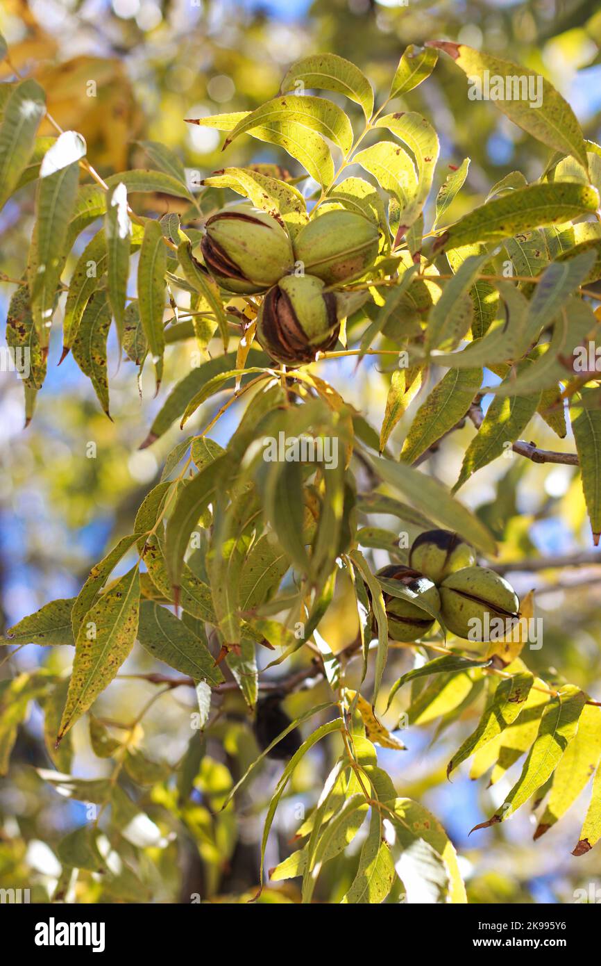 Pecan tree texas isolated hi-res stock photography and images - Alamy