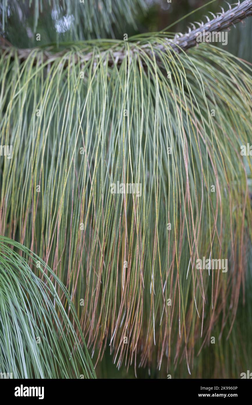 Pinus pseudostrobus var. apulcensis close up Stock Photo - Alamy