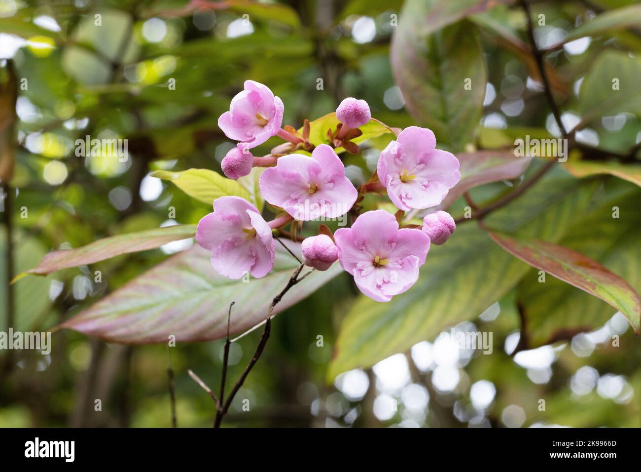 Luculia pinceana hi-res stock photography and images - Alamy