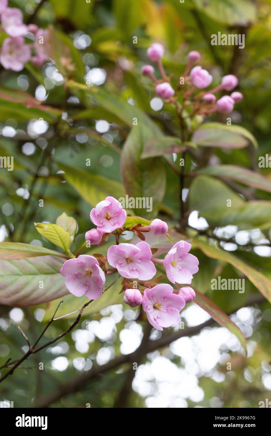 Luculia flowers hi-res stock photography and images - Alamy