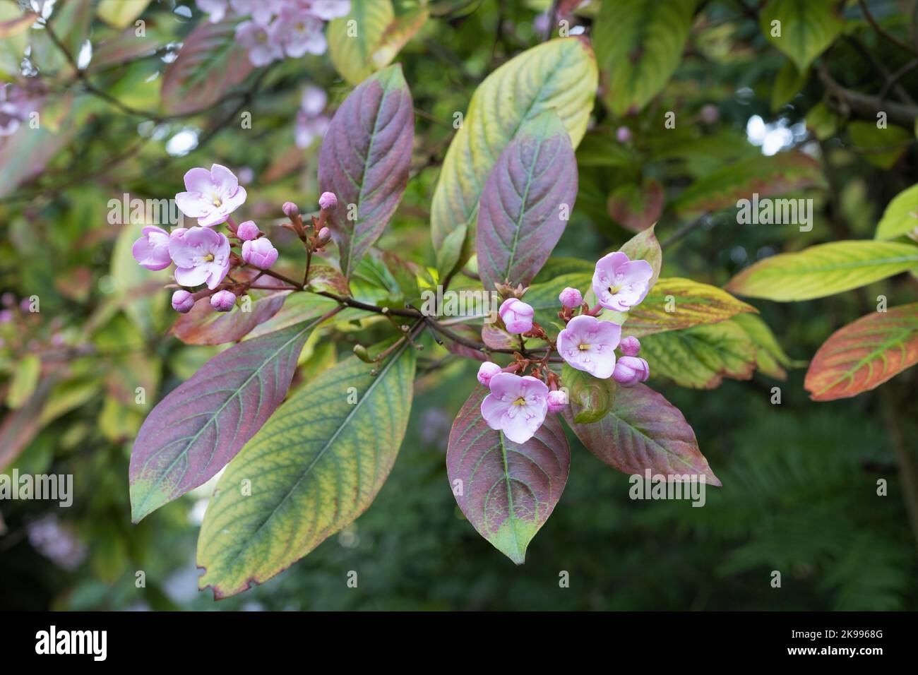 Luculia pinceana hi-res stock photography and images - Alamy