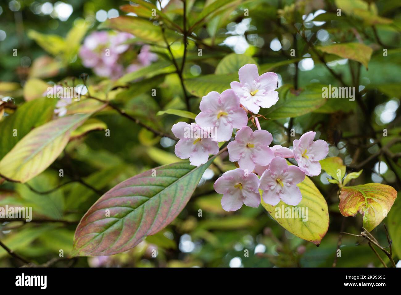 Luculia pinceana hi-res stock photography and images - Alamy