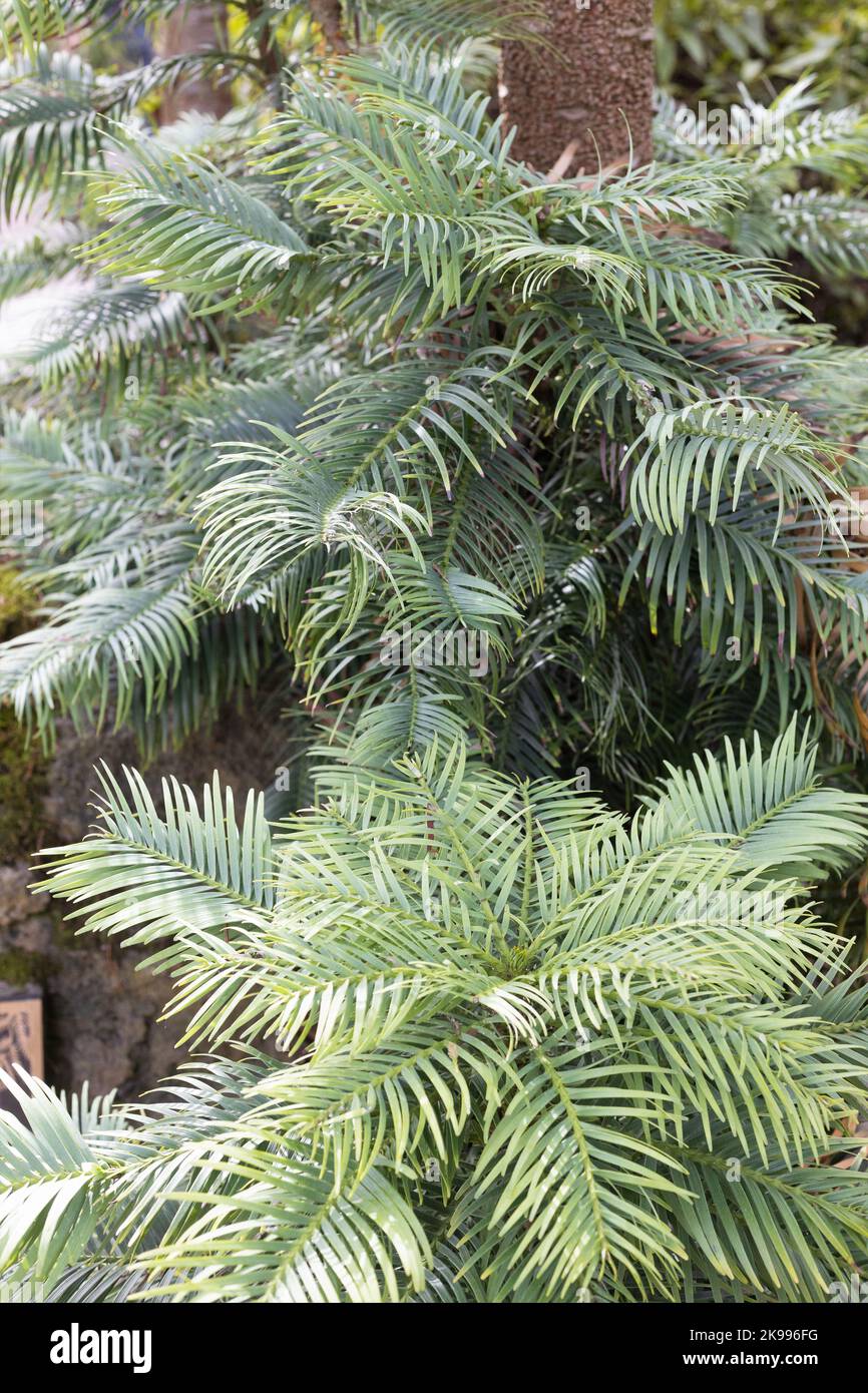 Wollemia tree hi-res stock photography and images - Alamy