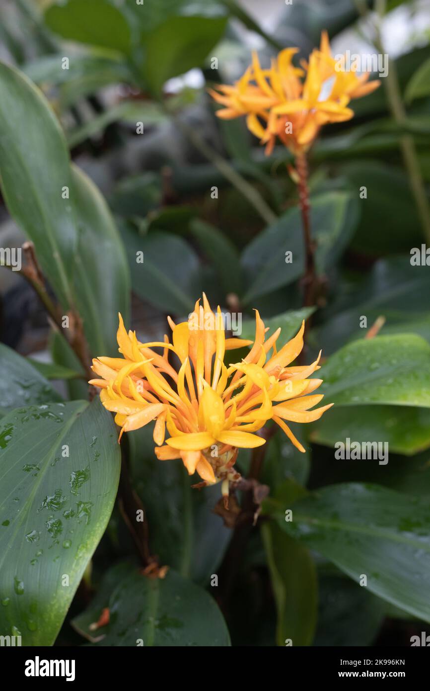 Burbidgea scheizocheila - golden brush ginger Stock Photo - Alamy