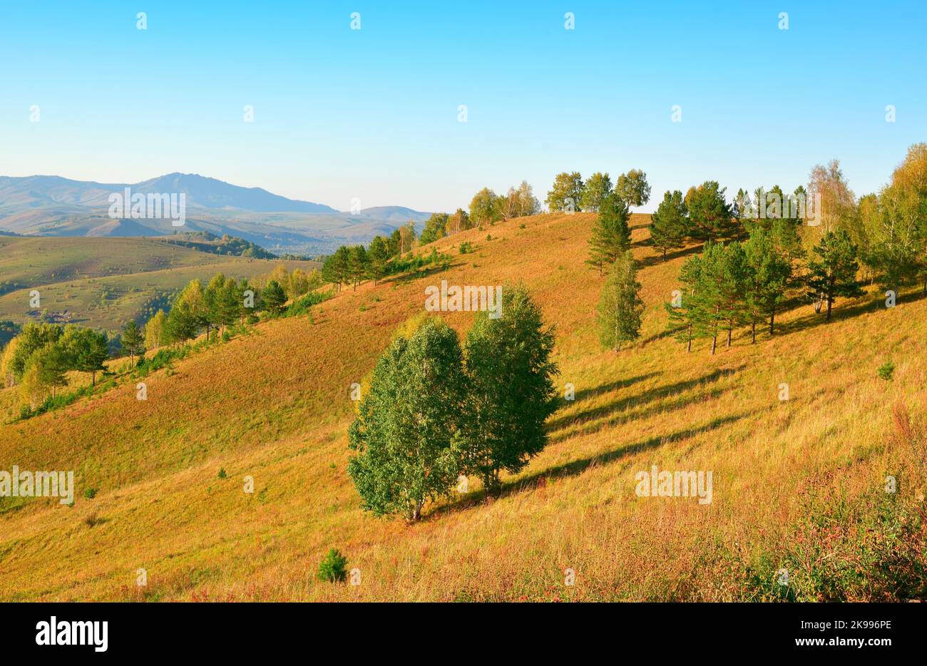 Aya Nature Park in the Altai Mountains. Trees on the hillside on an ...