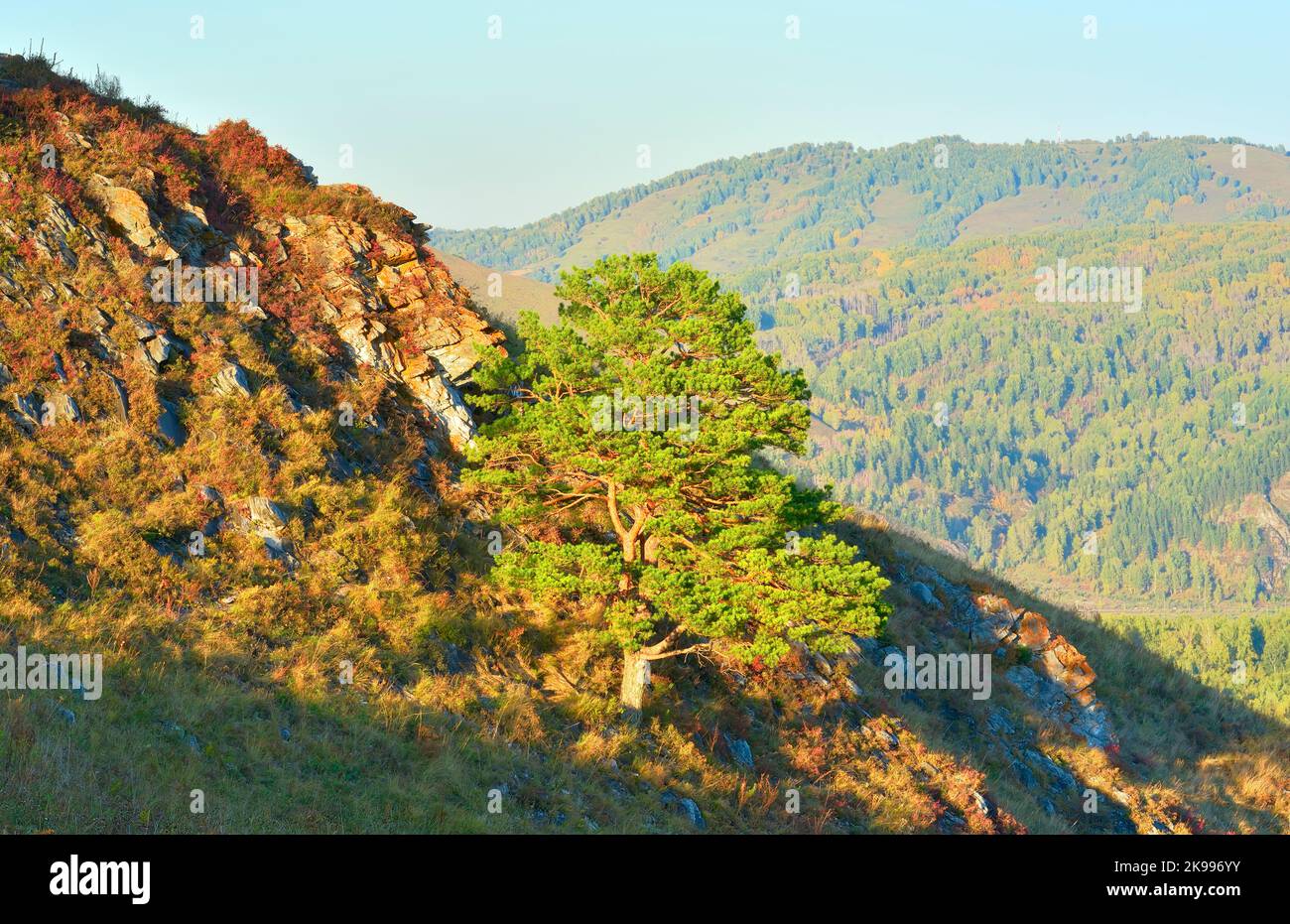Aya Nature Park in the Altai Mountains. A pine tree on a rocky ...