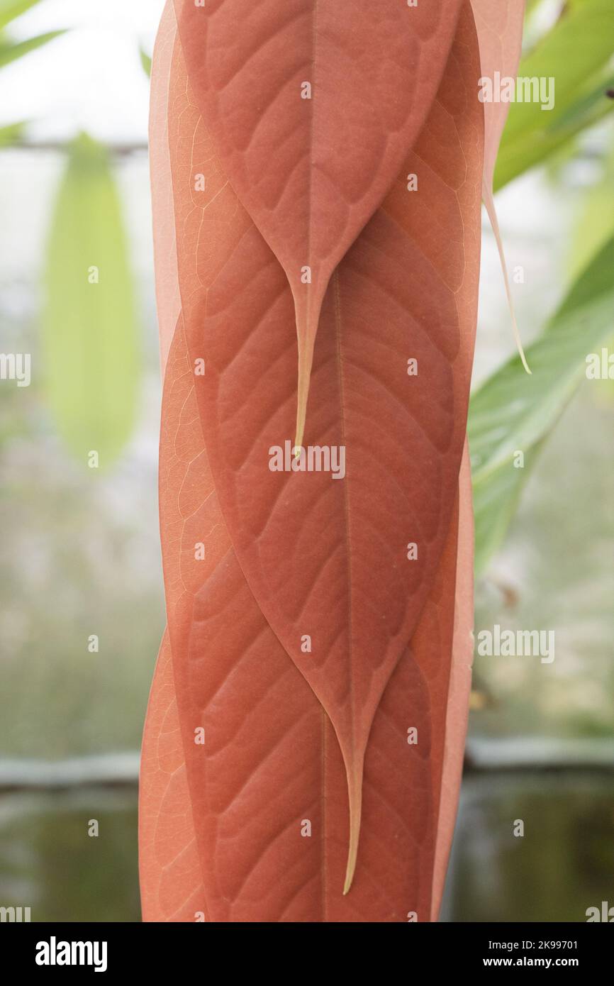 Amherstia nobilis leaves, close up Stock Photo - Alamy