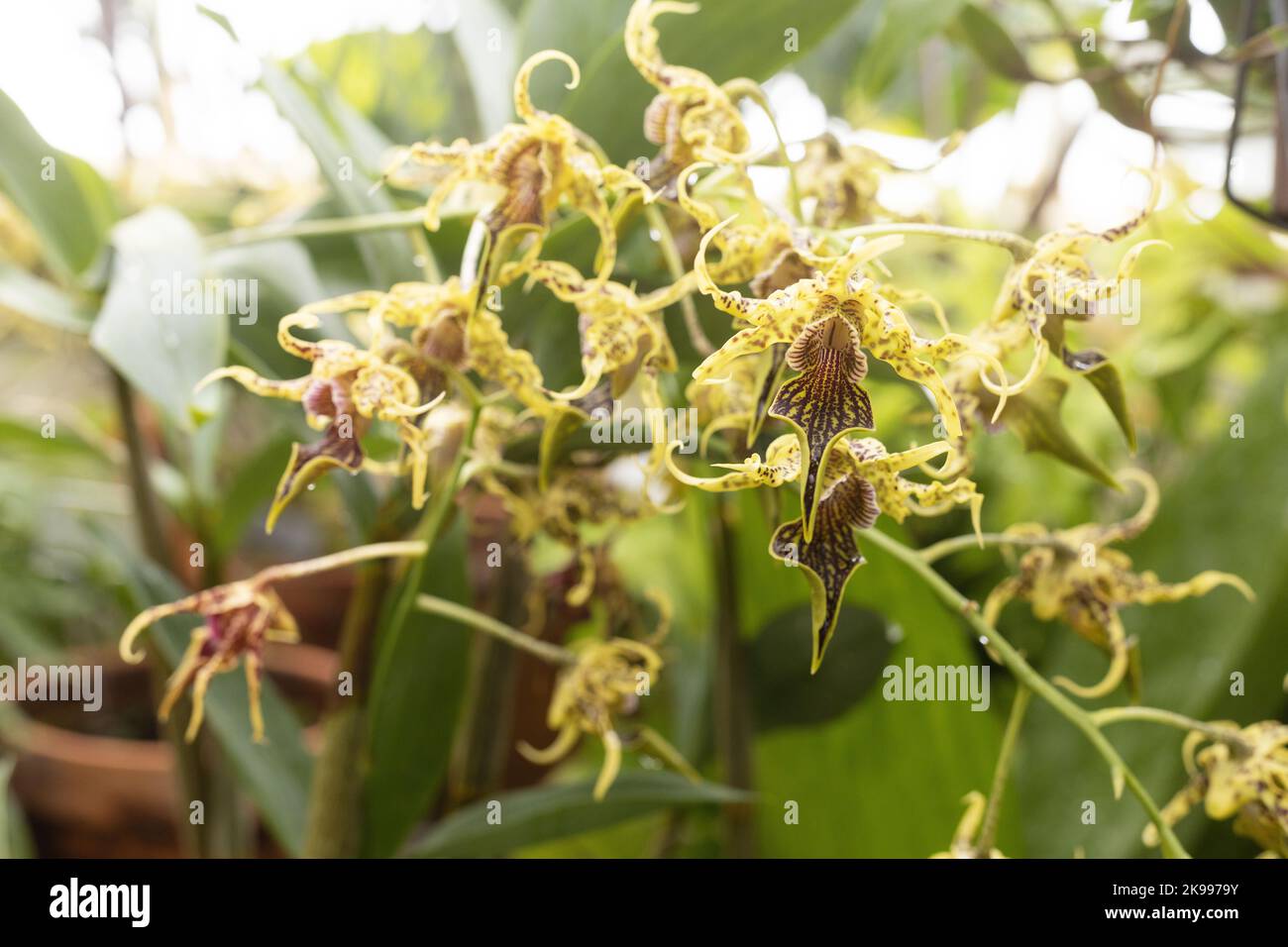 Dendrobium alexandrae orchid flowers Stock Photo - Alamy