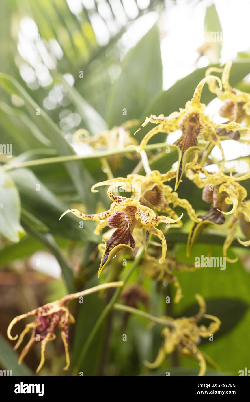 Dendrobium alexandrae orchid flowers Stock Photo - Alamy