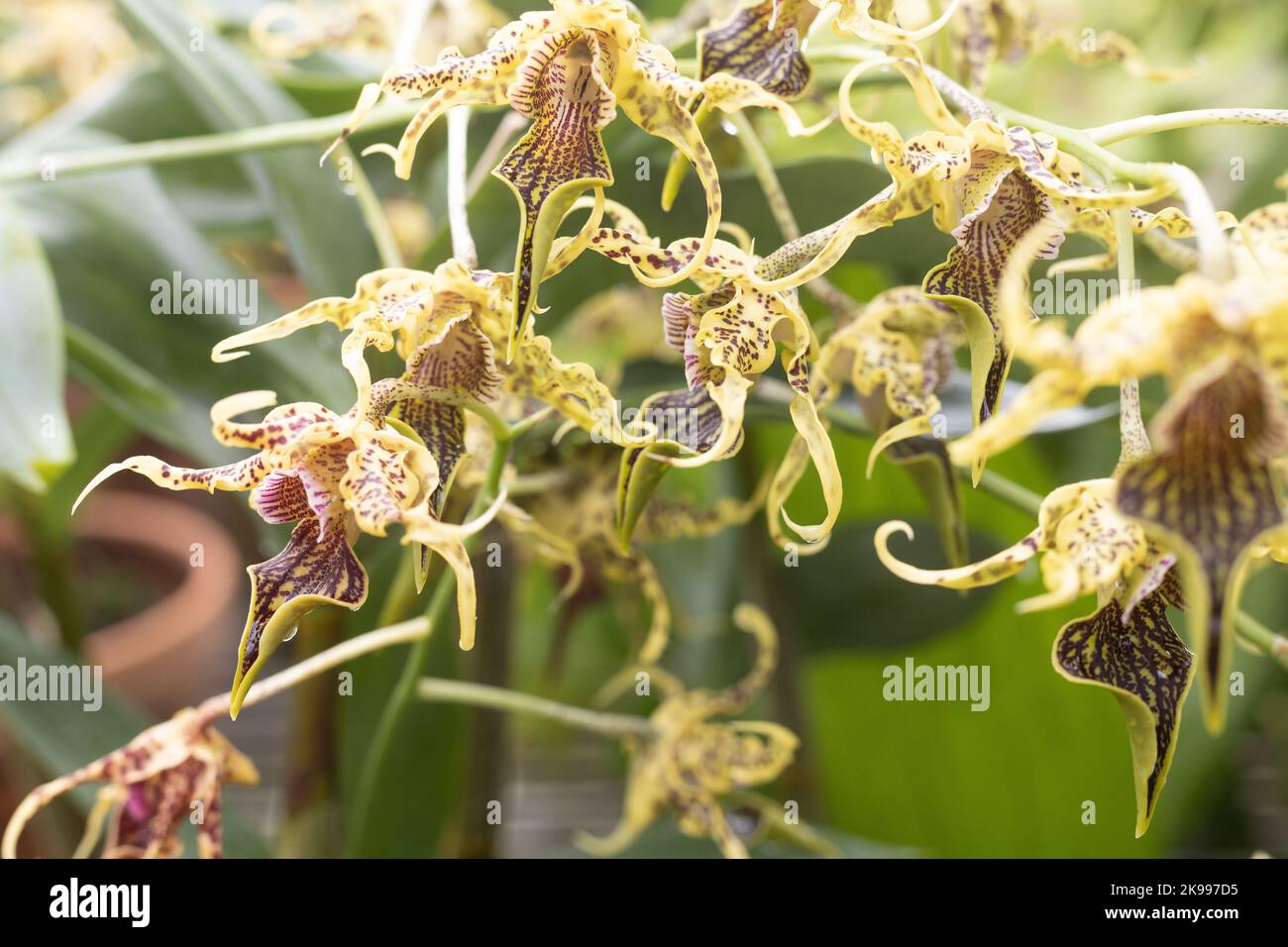 Dendrobium alexandrae orchid flowers Stock Photo - Alamy